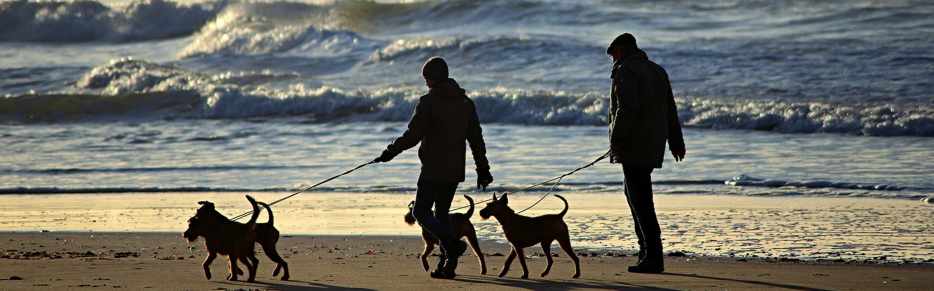 Hermanus Animal welfare – Hermanus Animal welfare Society | Giving life ...