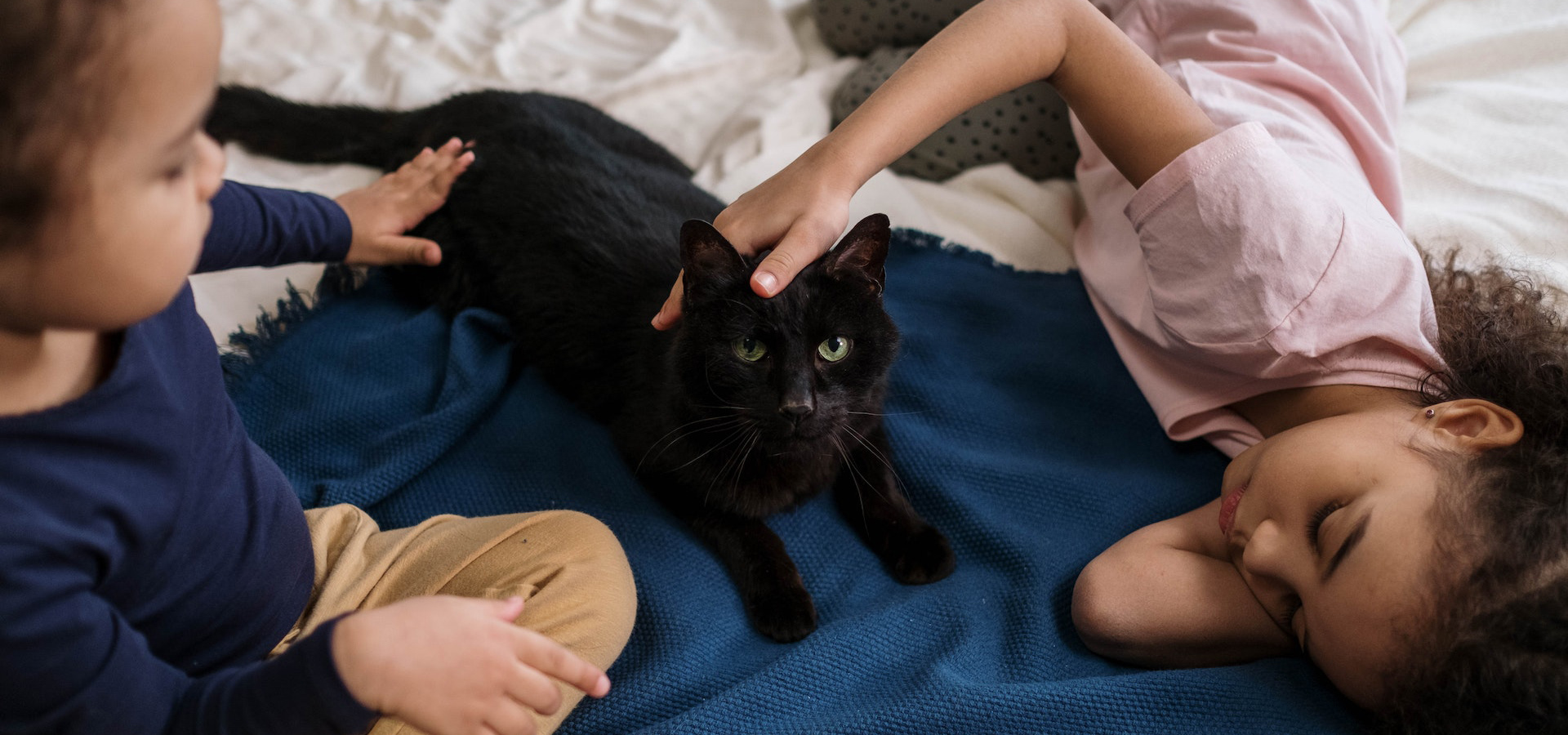 Contact – Hermanus Animal welfare
