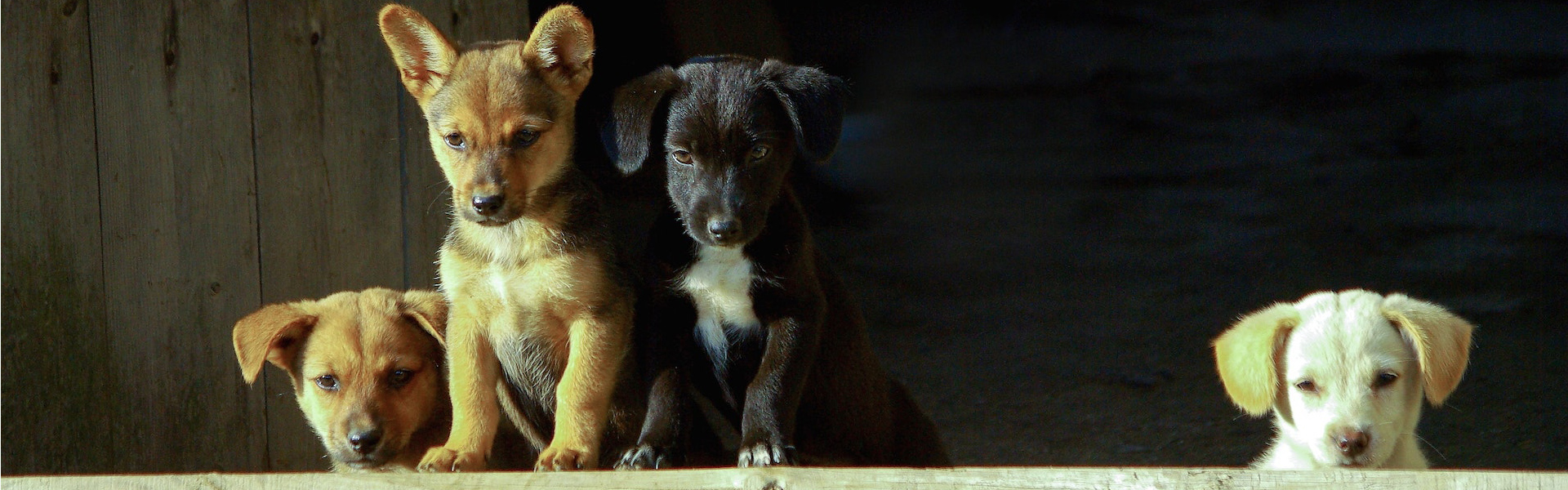 Hermanus Animal welfare – Hermanus Animal welfare Society | Giving life ...