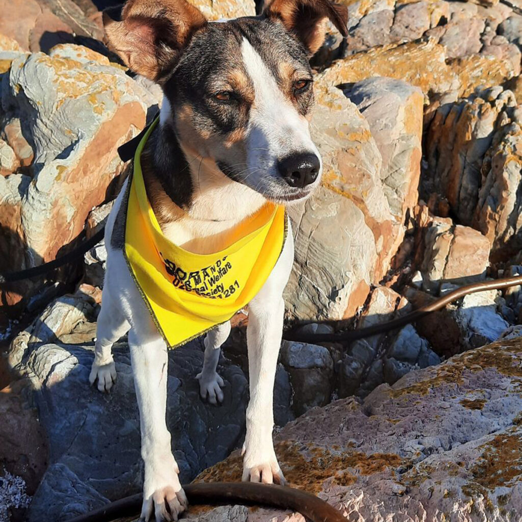 Dogs – Page 3 – Hermanus Animal welfare