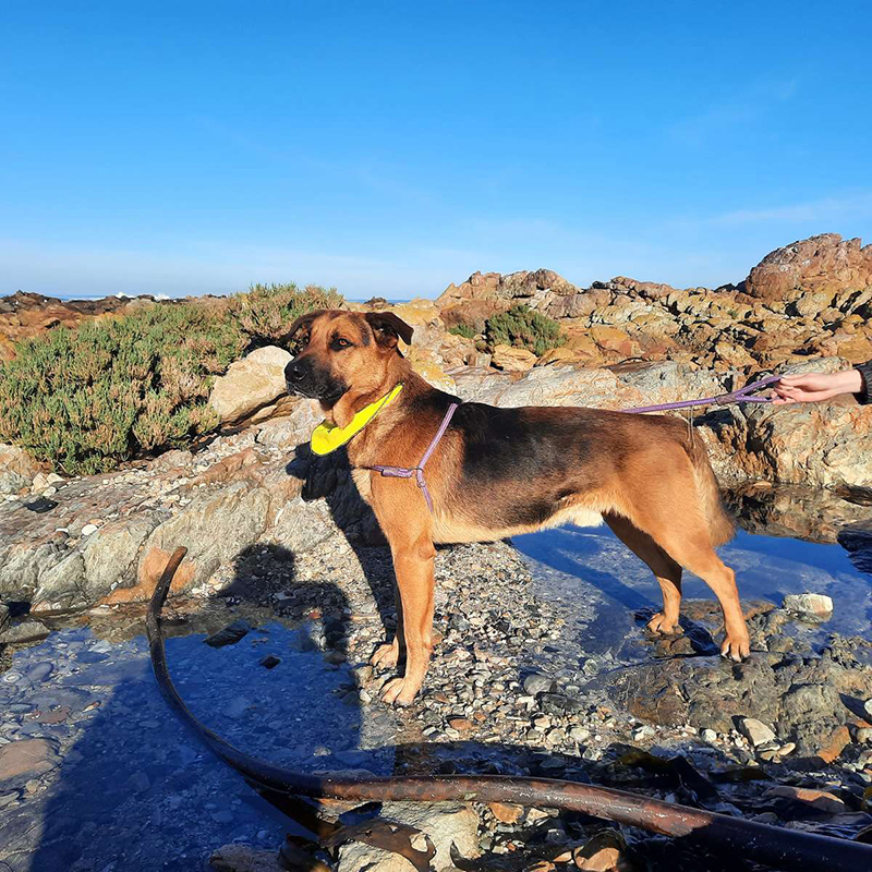 Titan – Hermanus Animal welfare