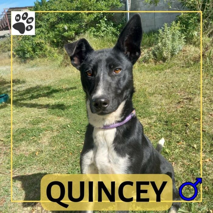 Hermanus Animal welfare – Hermanus Animal welfare Society | Giving life ...