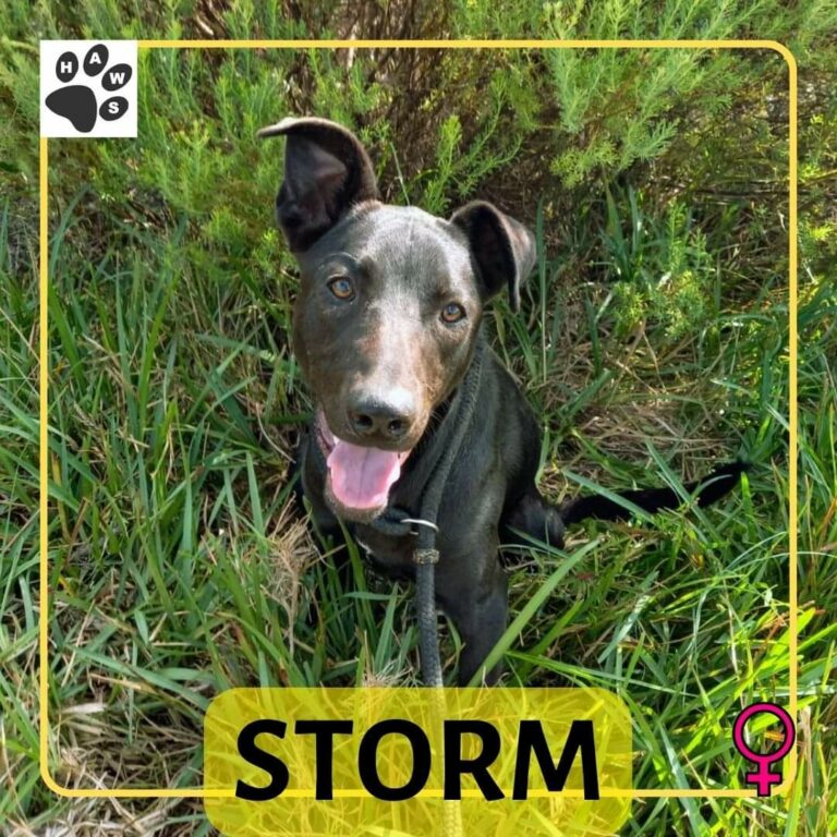 Hermanus Animal welfare – Hermanus Animal welfare Society | Giving life ...