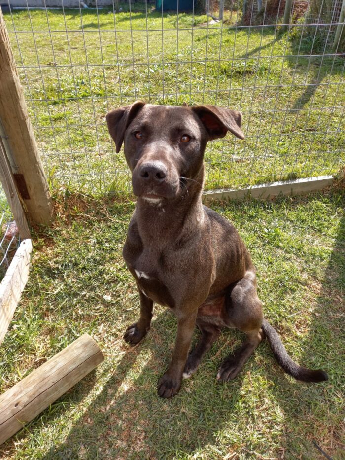 Our History – Hermanus Animal welfare