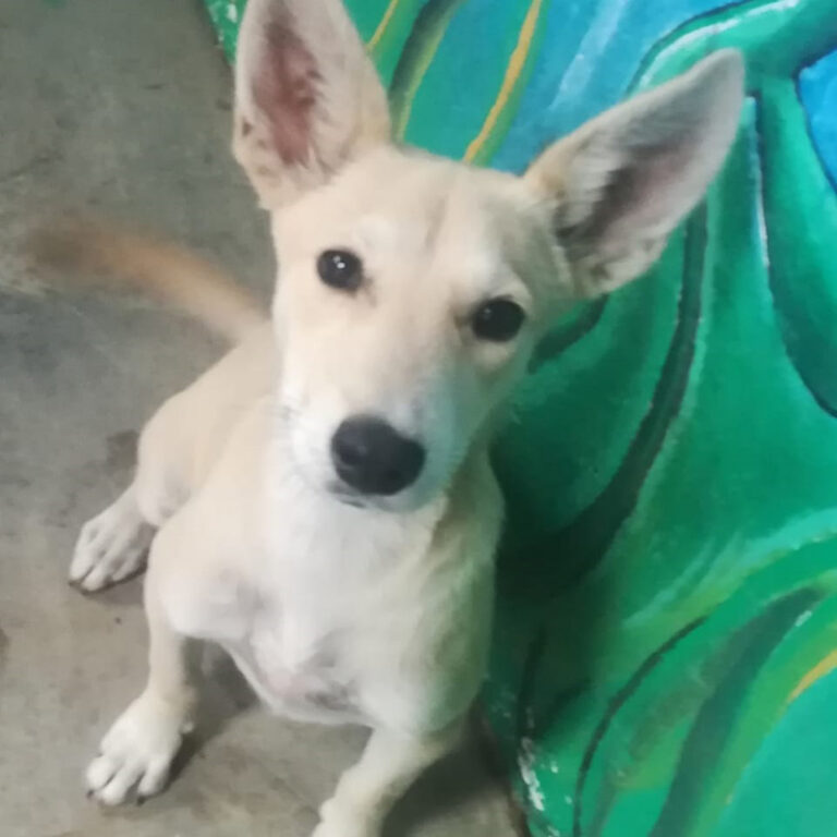 Hermanus Animal welfare – Hermanus Animal welfare Society | Giving life ...