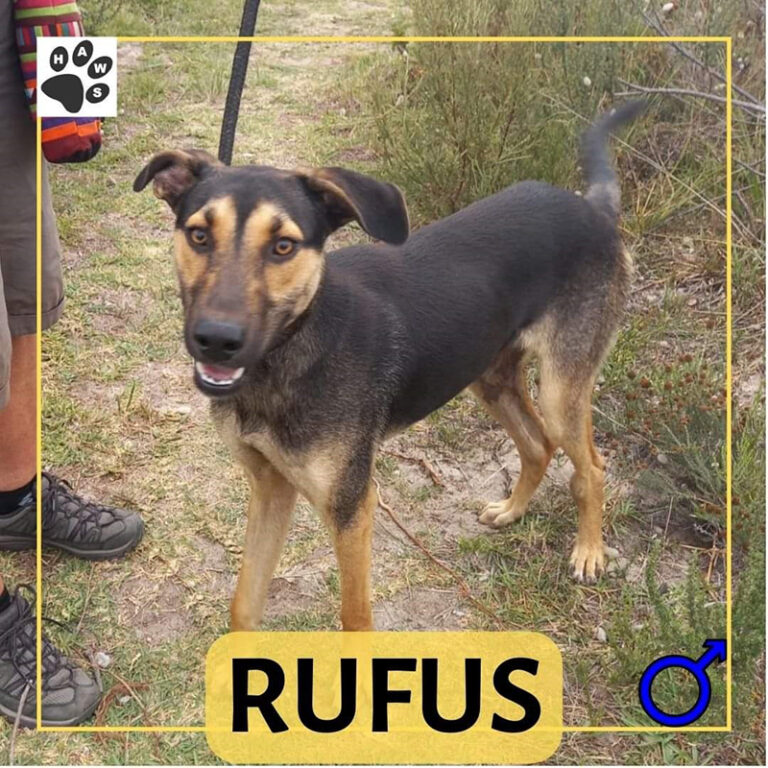 Hermanus Animal welfare – Hermanus Animal welfare Society | Giving life ...