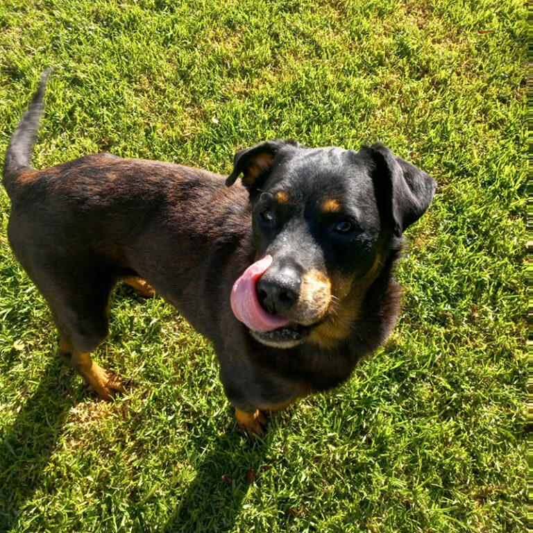 Dogs – Hermanus Animal welfare