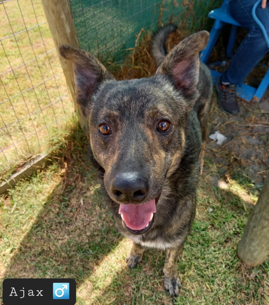 Ajax, Male, 1 – Hermanus Animal welfare