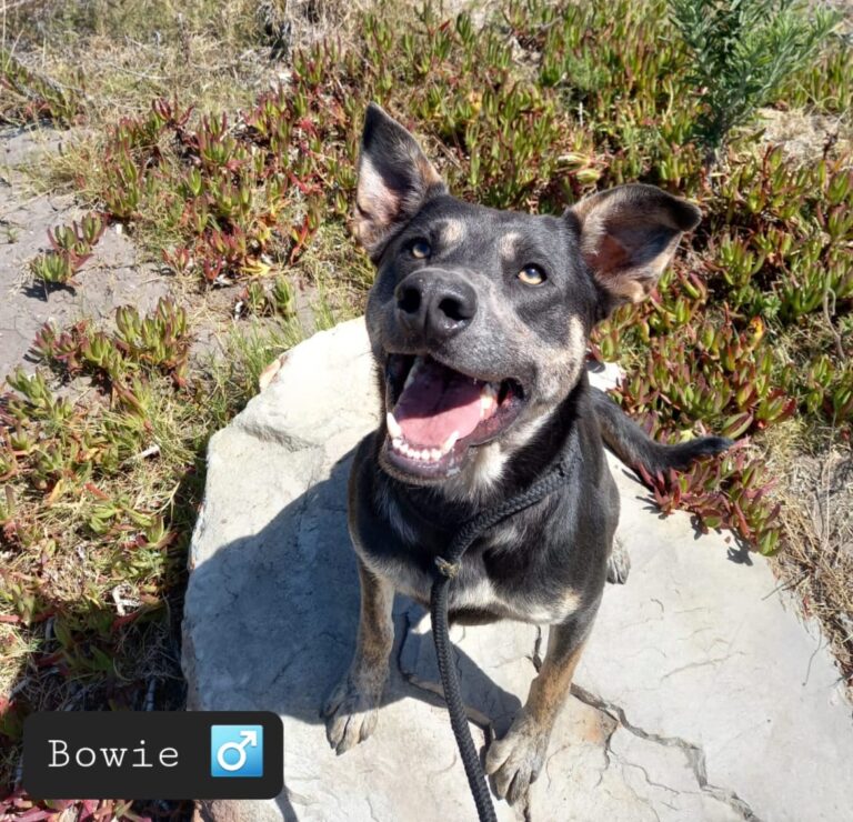 Bowie, Male, 2.5 – Hermanus Animal welfare