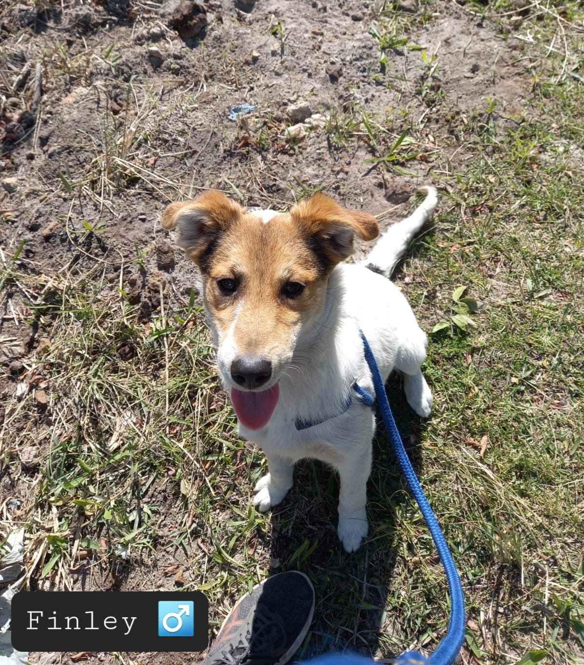 Finley, Male, 1 – Hermanus Animal welfare