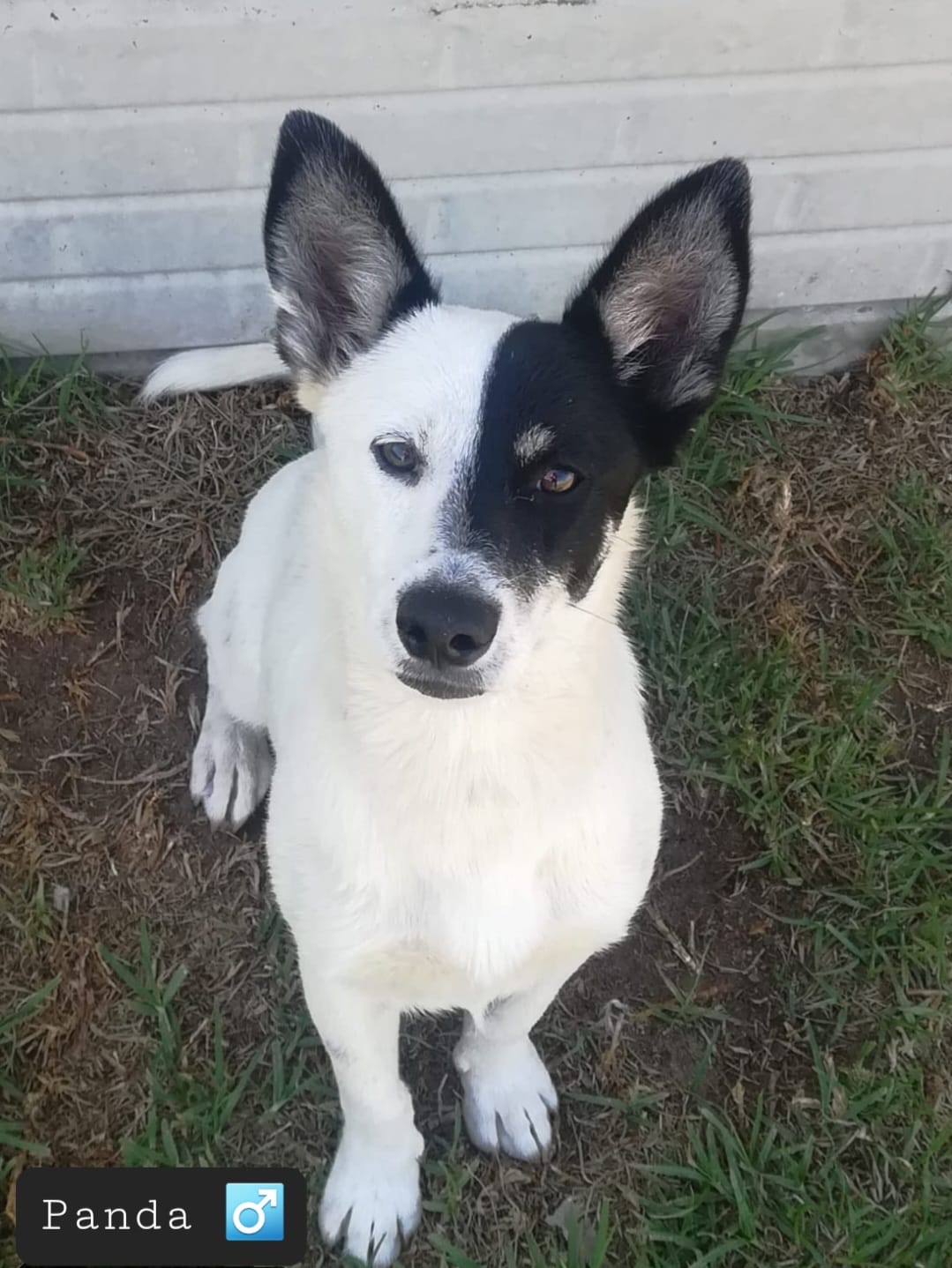 Panda, Male, 3 – Hermanus Animal welfare