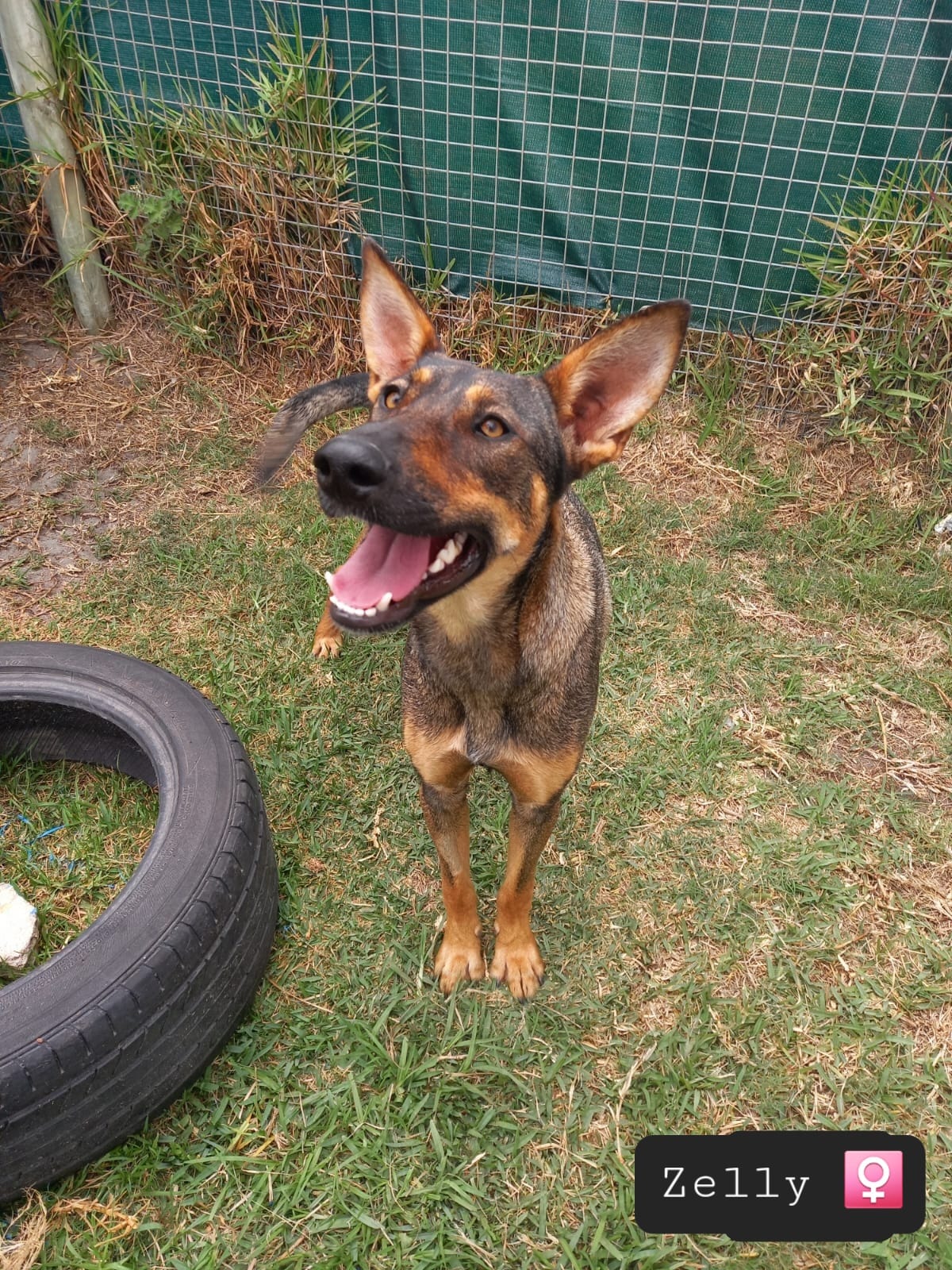 Zelly – Hermanus Animal welfare