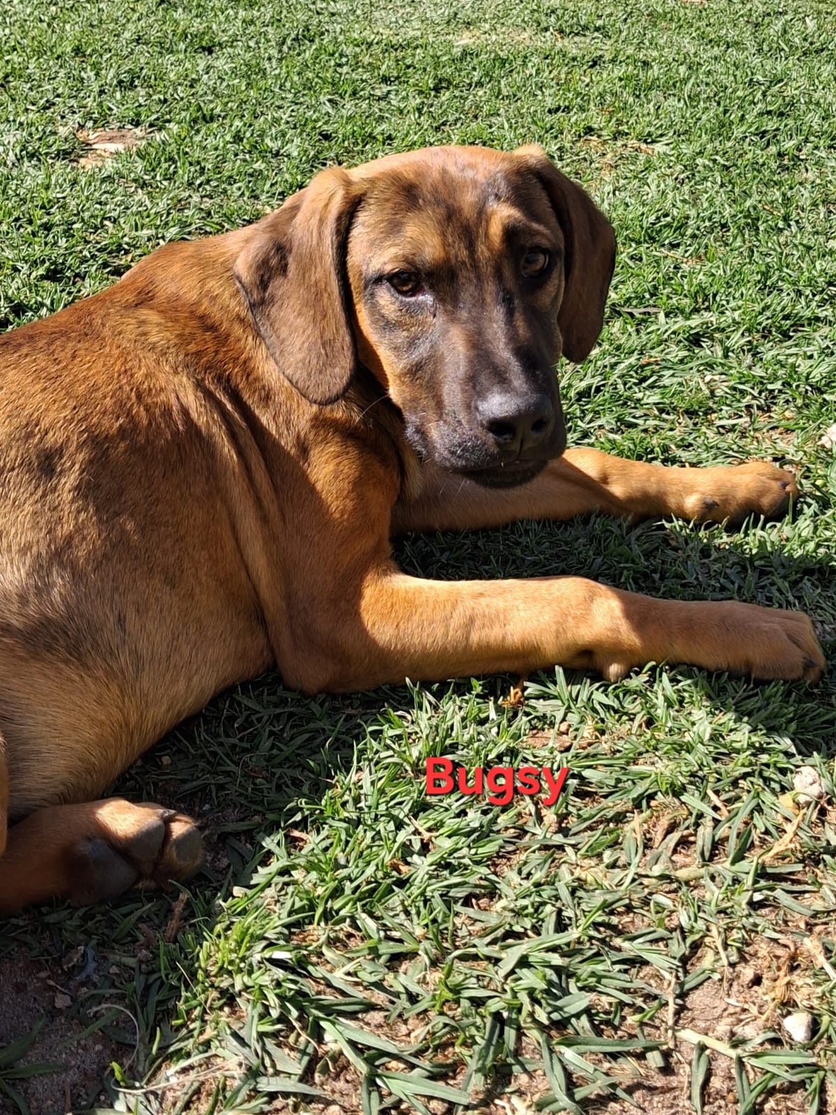 Bugsy, Male, 1 – Hermanus Animal welfare