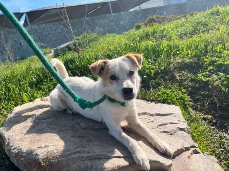 Lucy, Female, 1 Year – Hermanus Animal welfare