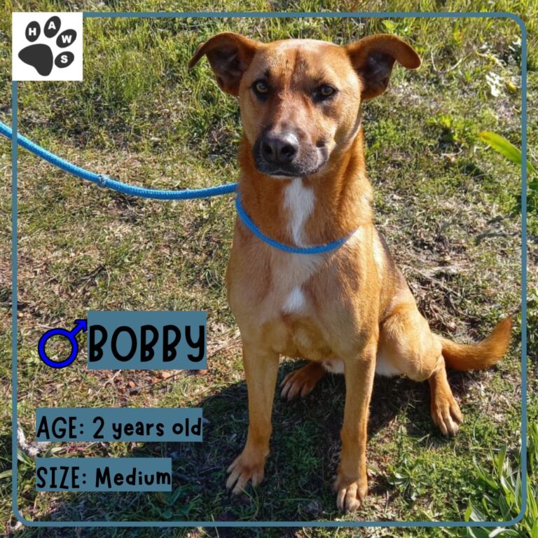 Hermanus Animal welfare – Hermanus Animal welfare Society | Giving life ...