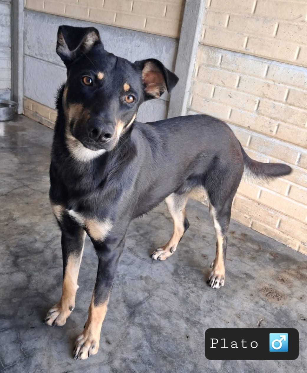 Plato, Male, 2 – Hermanus Animal welfare
