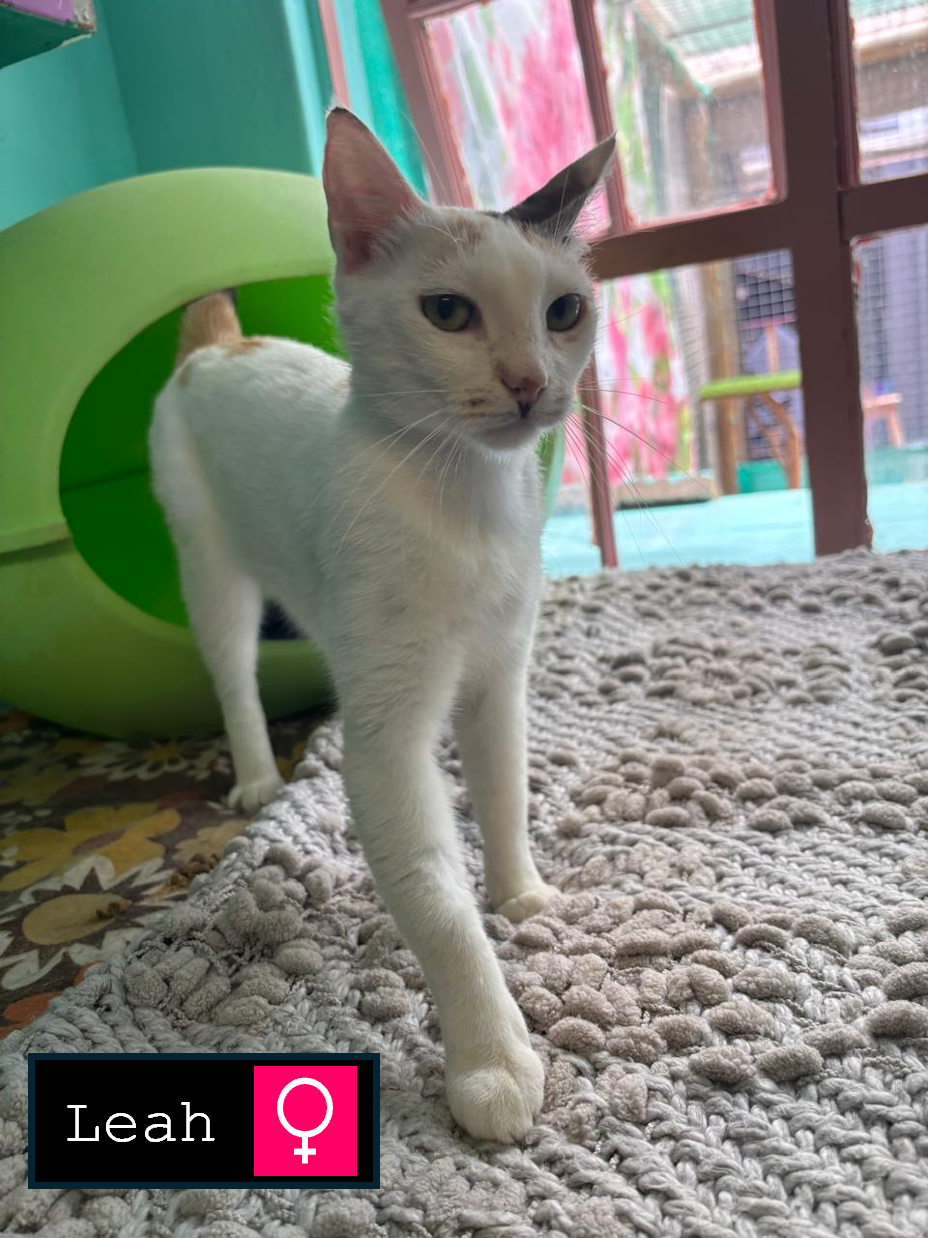 Leah, Female, 1 – Hermanus Animal welfare
