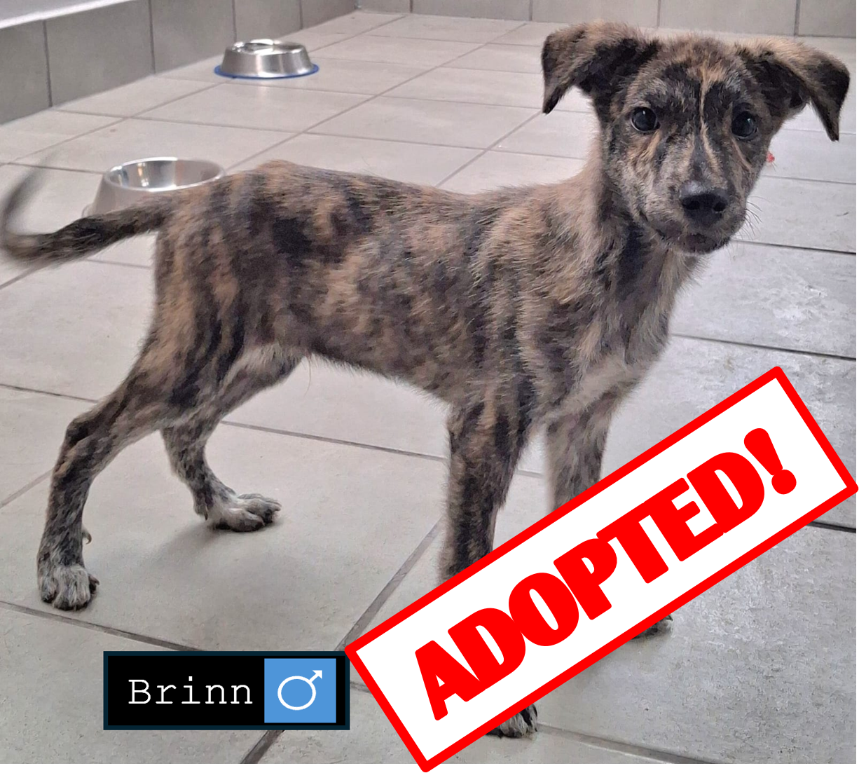 Brinn, Male, 3 months – Hermanus Animal welfare