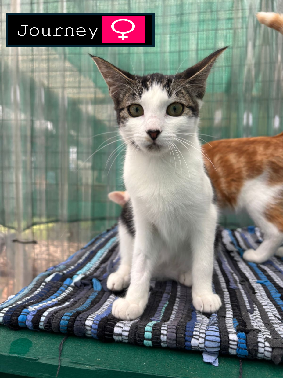 Journey, Female, 6 months – Hermanus Animal welfare